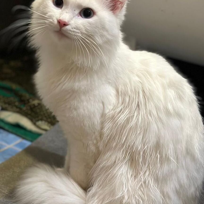 Котик