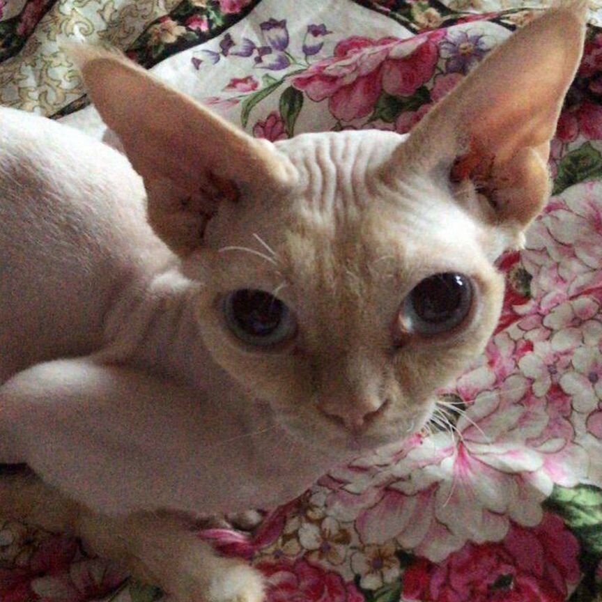Отдаю в добрые руки ласкового кота