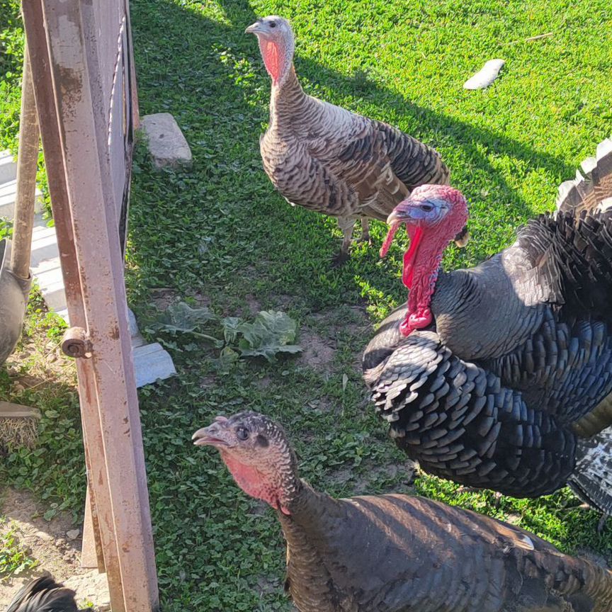 Индюки Инкубационное яйцо