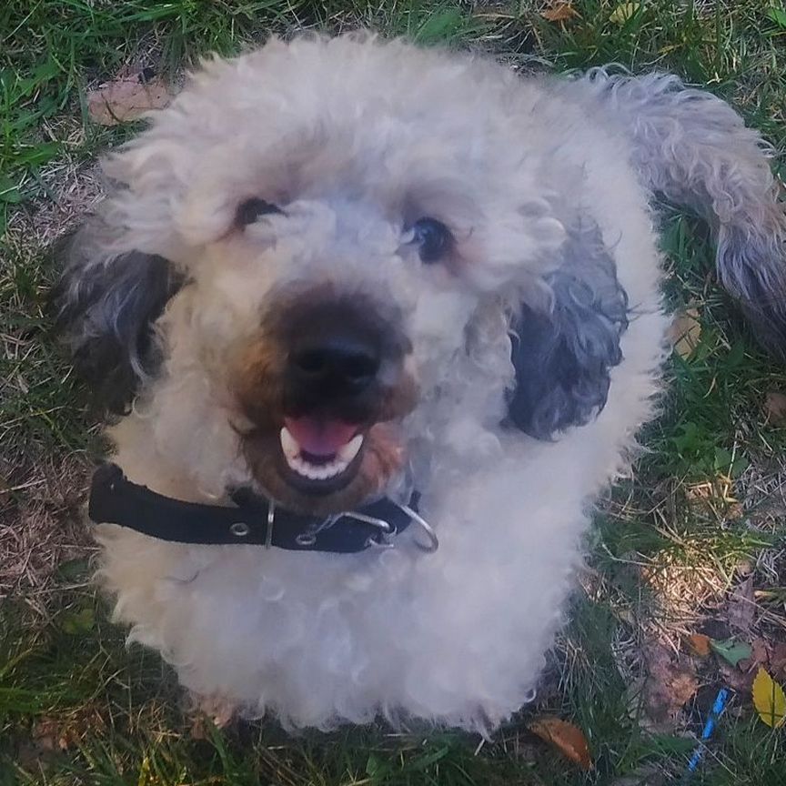 Пудель, взрослая собака