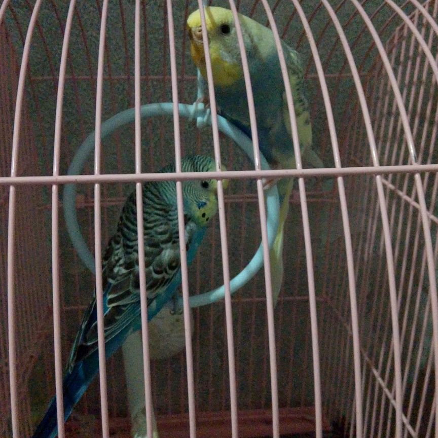 Волнистый попугай с клеткой