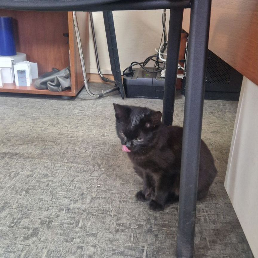 Котик мальчик ищет себе дом