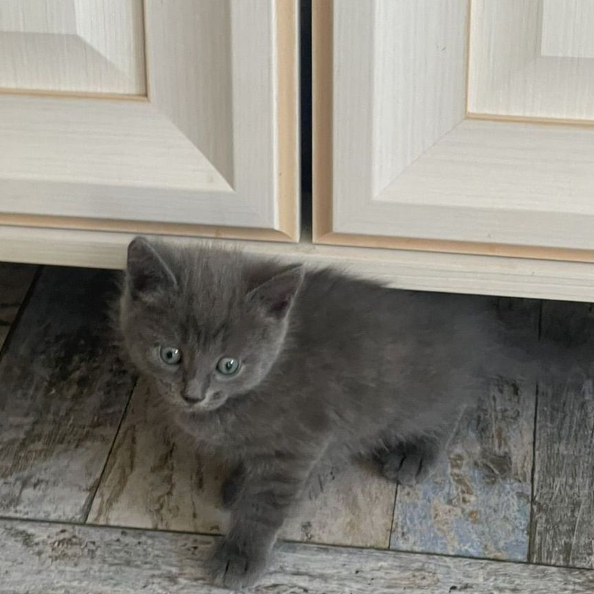 Котёнок от частного владельца