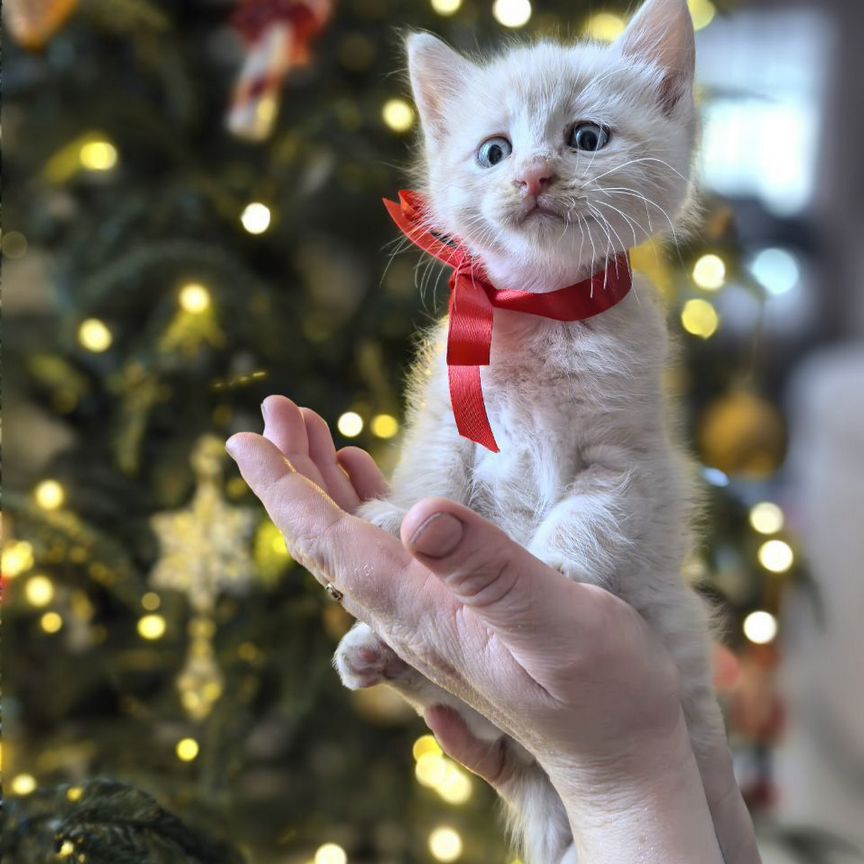 Котята в добрые руки бесплатно