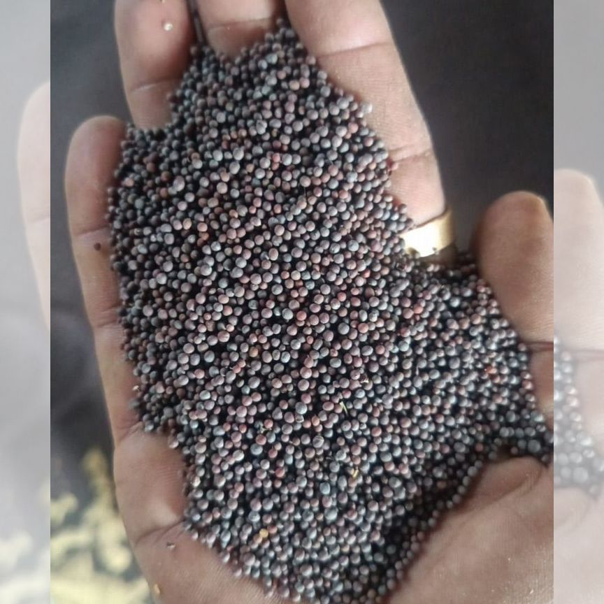 Продается зерно высокого качества