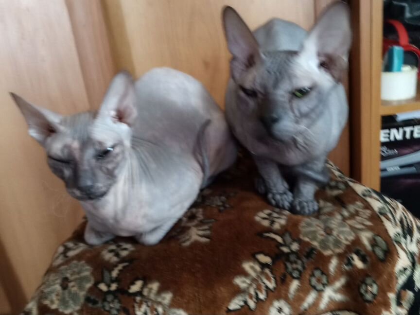 Донской сфинкс