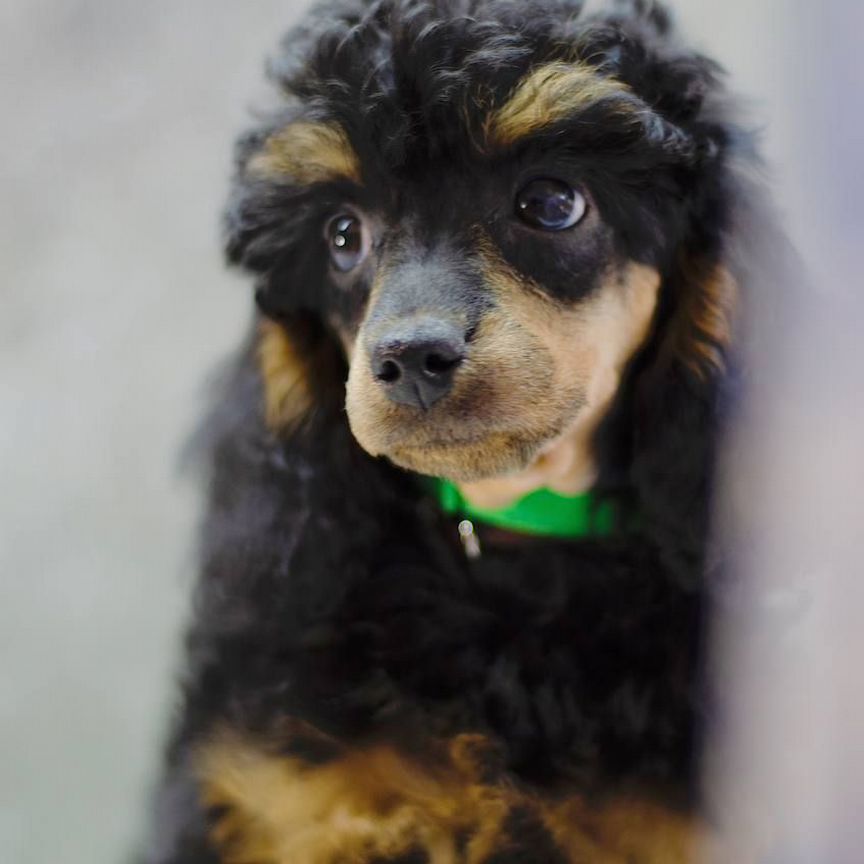 Собаки щенки Пудель