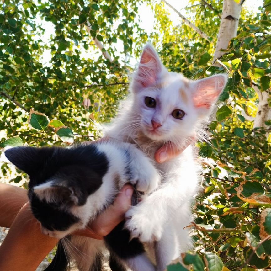 Котики бесплатно