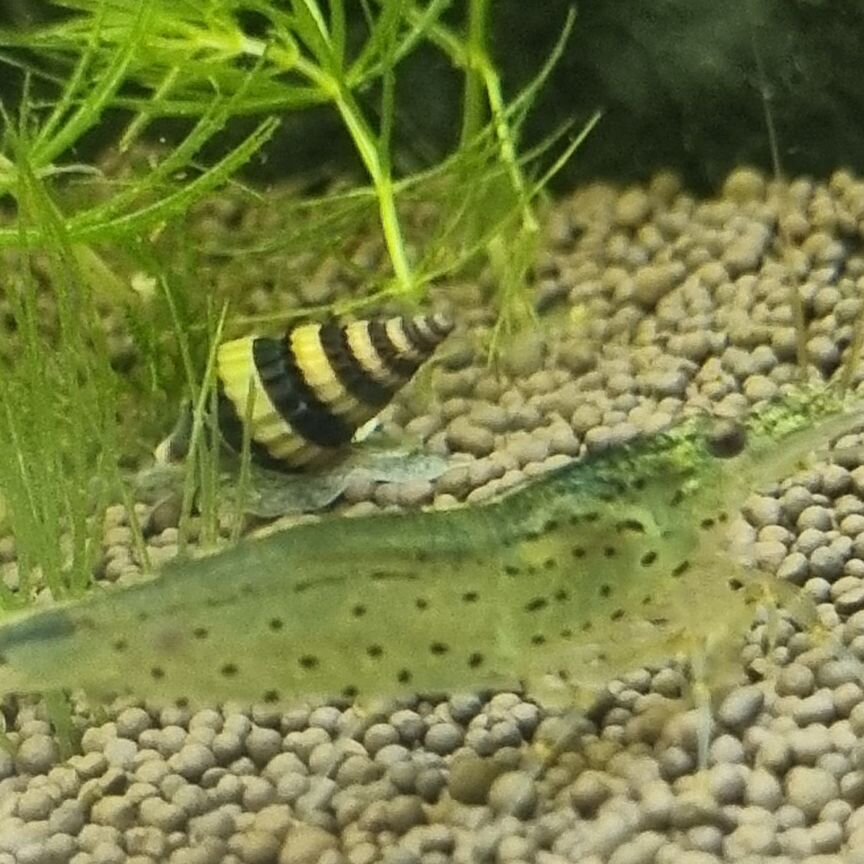 Улитка Хилена