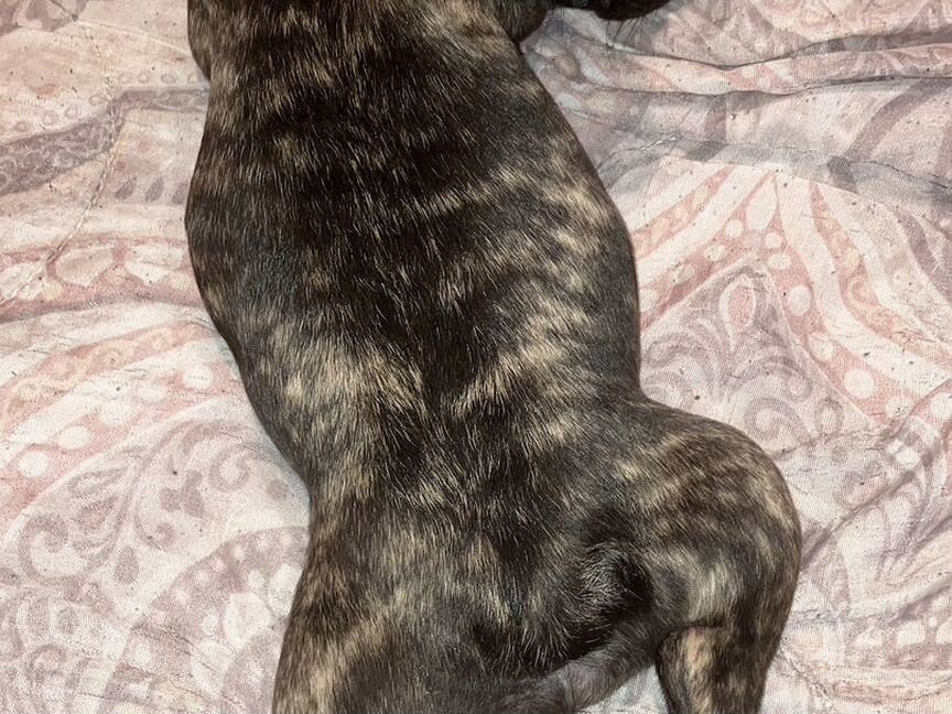 Французский бульдог