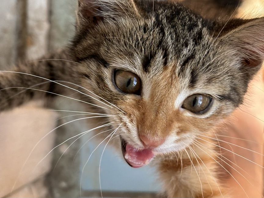 Маленький котенок трехцветный
