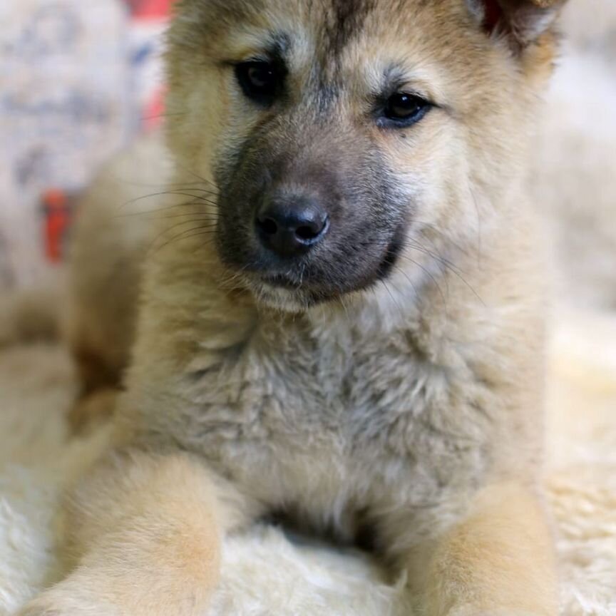 Щенок бесплатно