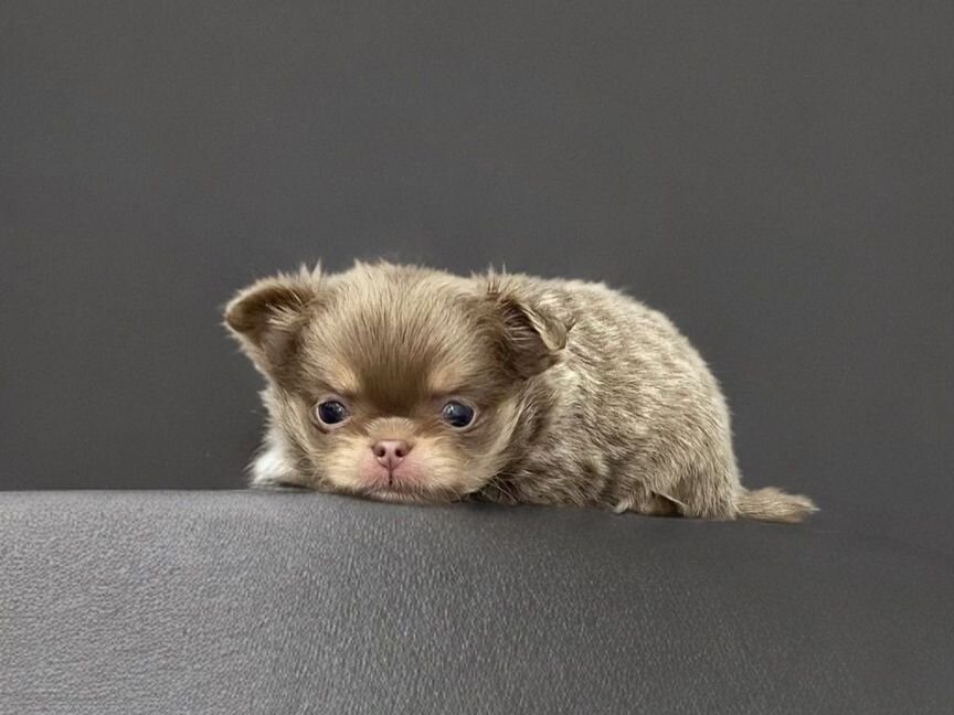 Чихуахуа мальчик д/ш