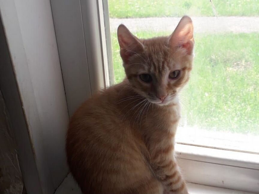 Котики