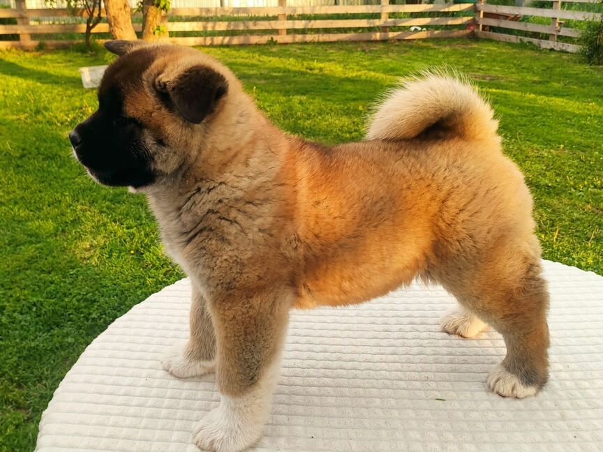 Американские акитята