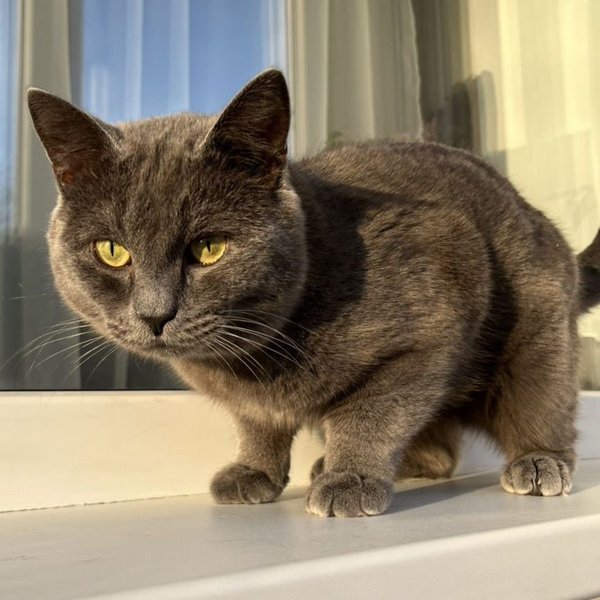 Британский короткошёрстный, взрослый кот