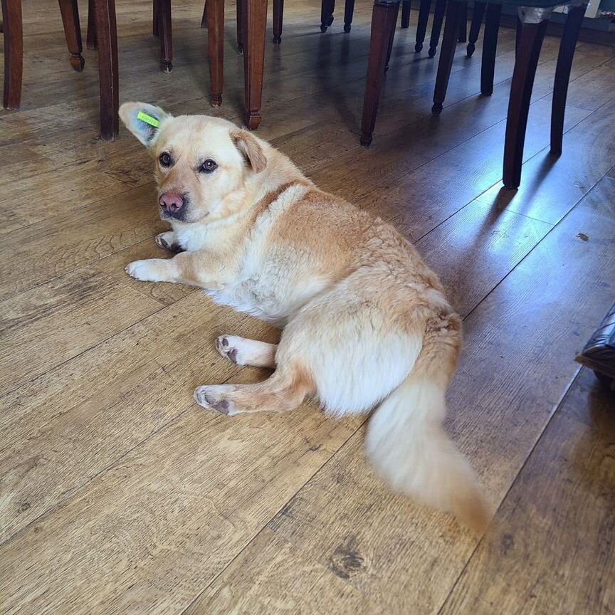 Коротколапый пес ищет дом