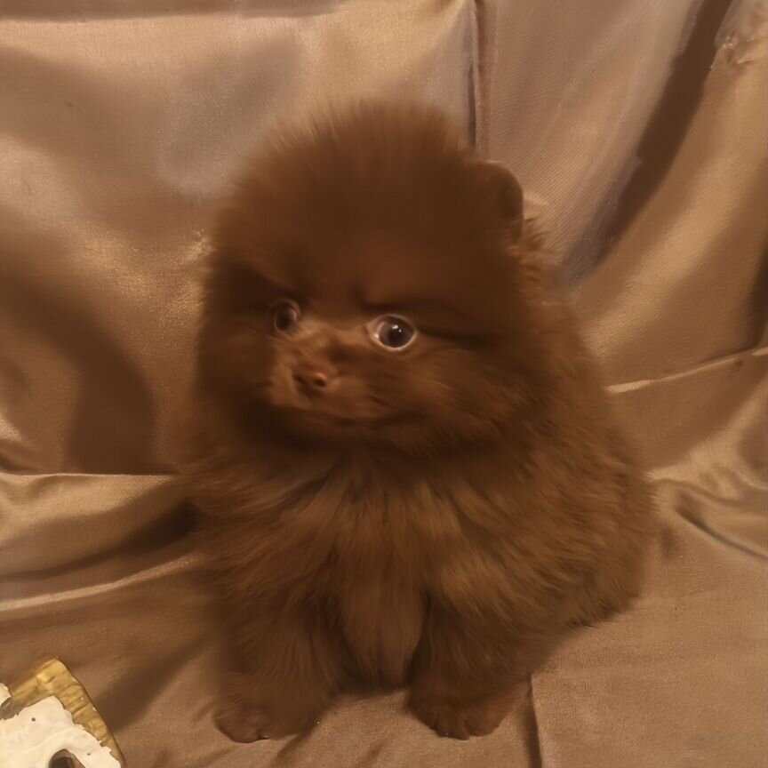 Померанский шпиц, щенок