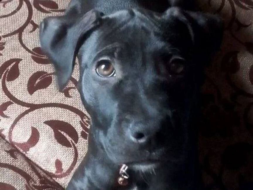 Девочка питбультерьер