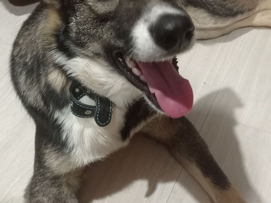 Щенок-подросток Лада,7.5 мес