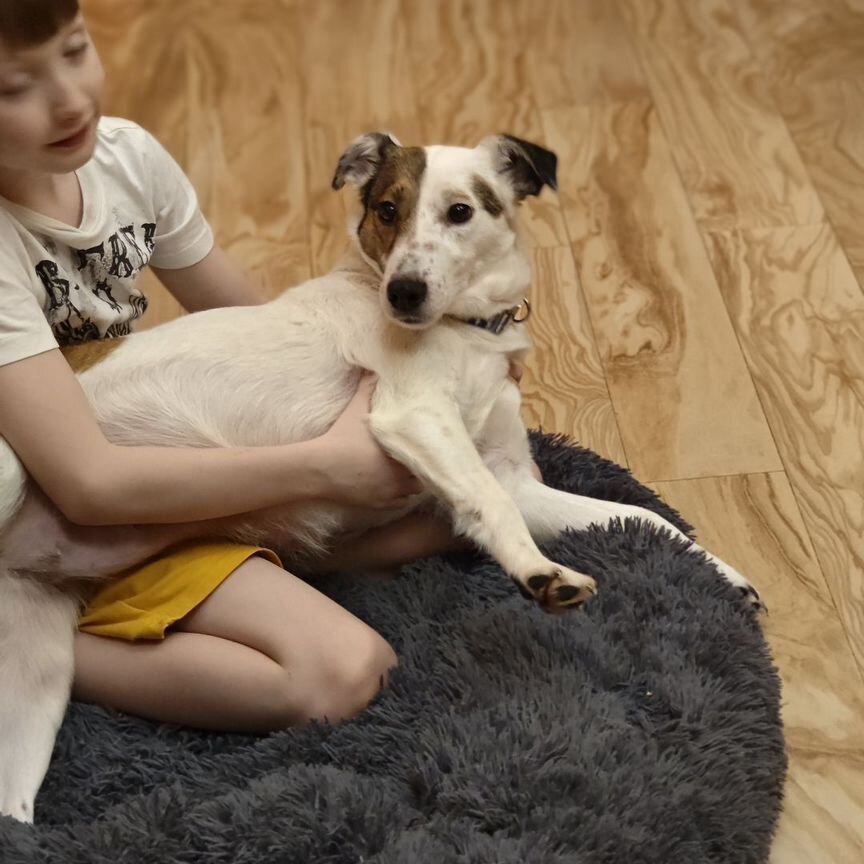 Дасти, 1.5 года в добрые руки