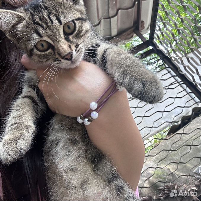 Котенок-мальчик и кошечка-девочка близнецы