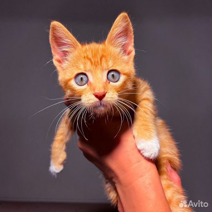 Рыжий котенок мальчик Тёма (2 мес)