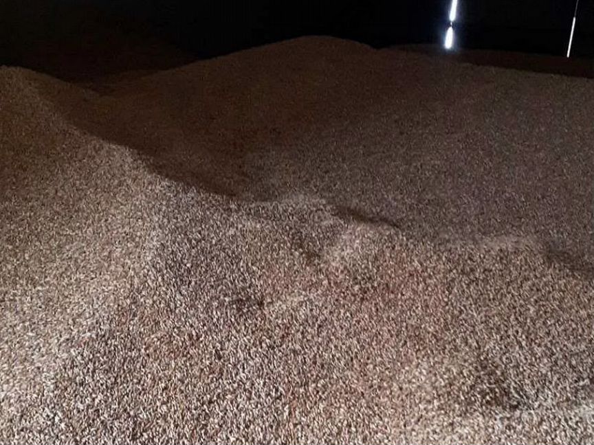 Ячмень яровой, Семечко на корм