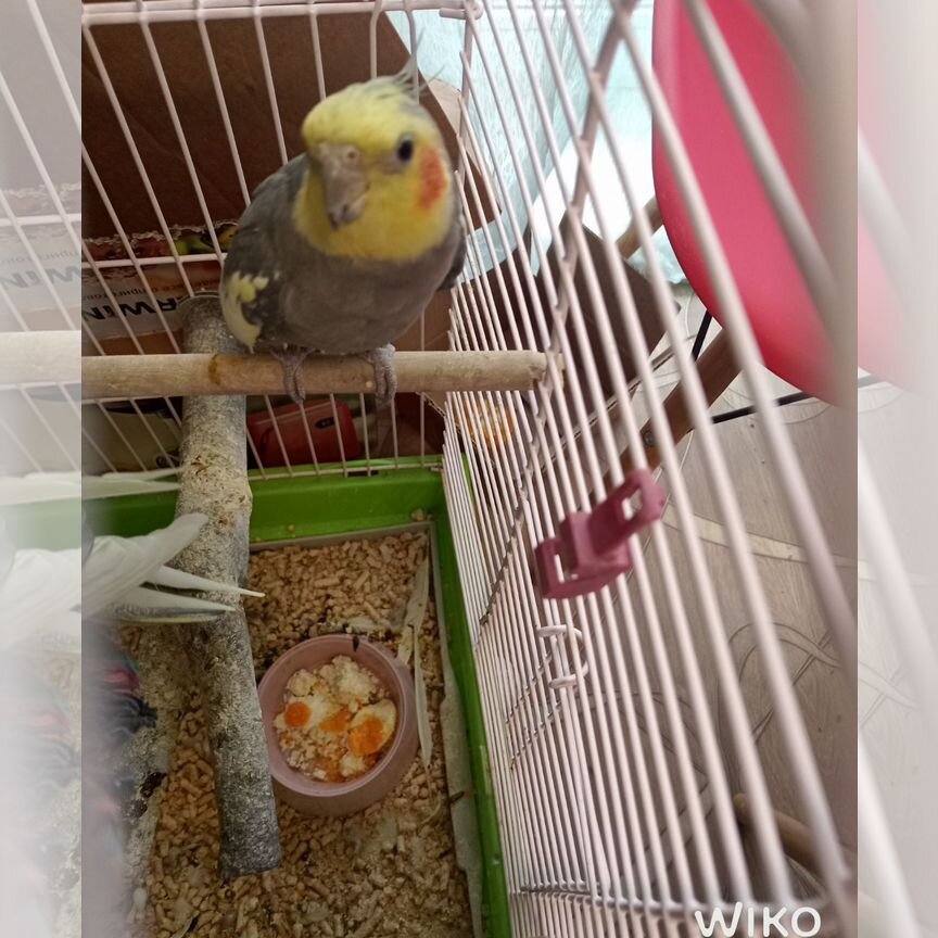 Попугай корелла мальчик и девочка 2года