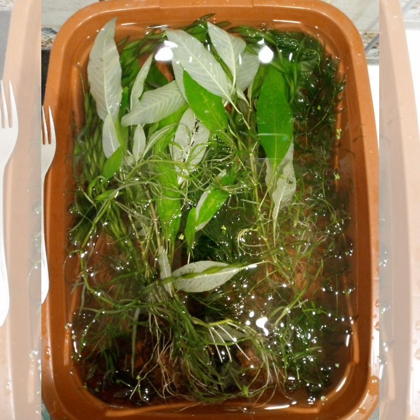 Аквариумные растения, прополка