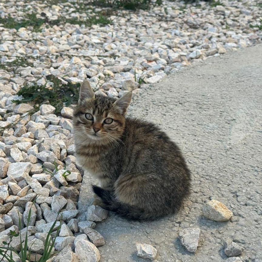 Котята ищут дом