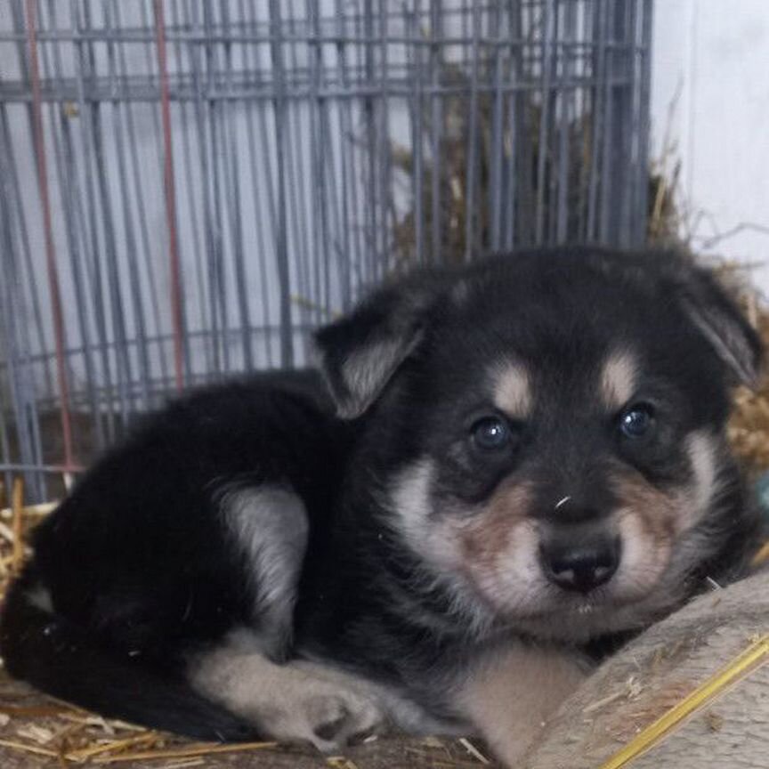 Щенок в добрые руки