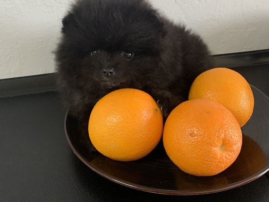 Померанский шпиц мини девочка