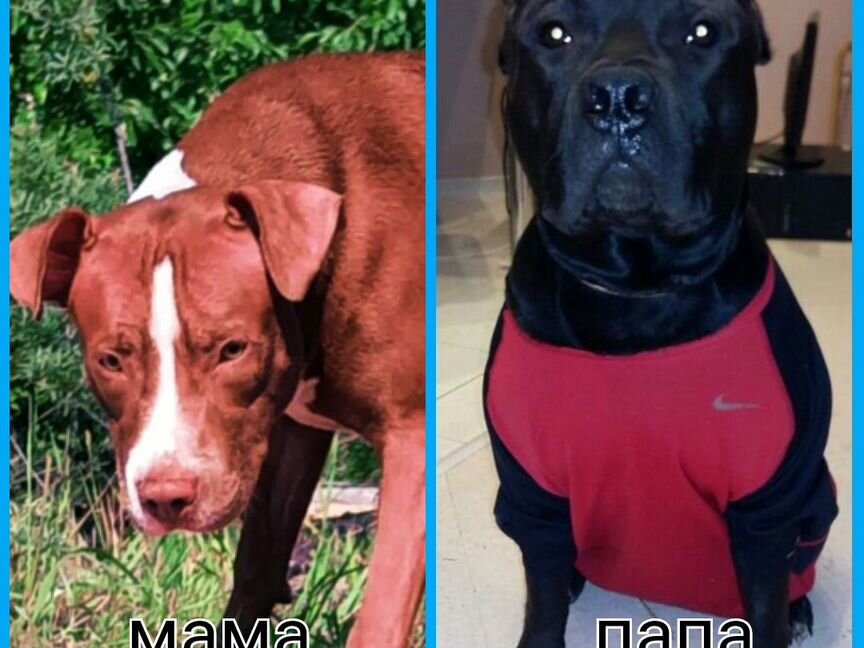 Американский питбуль щенки