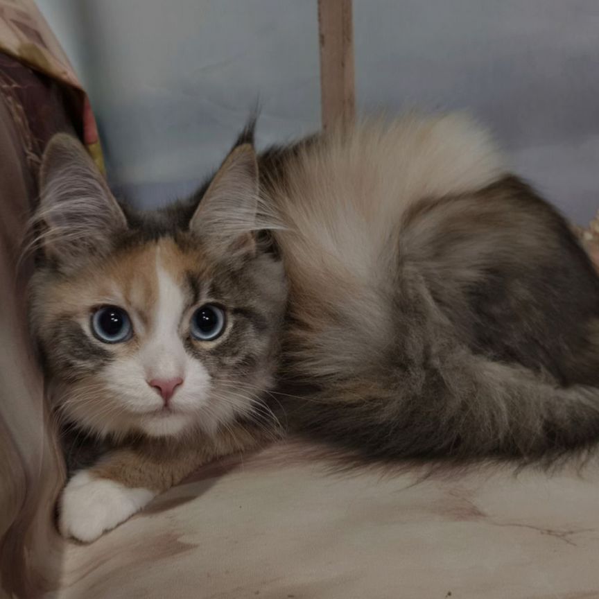 Мейн-кун котёнок