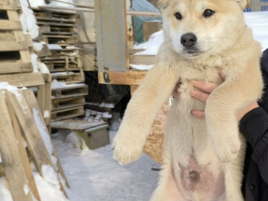 Щенок в добрые руки