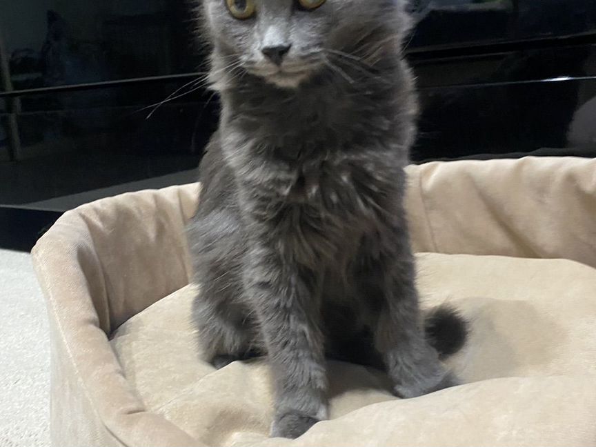 Котенок кошечка