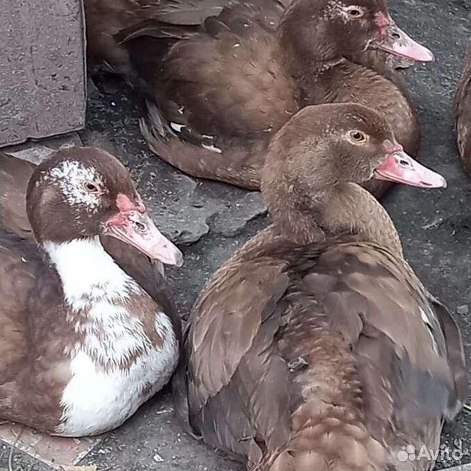 Мускусные индоутки Красный бык