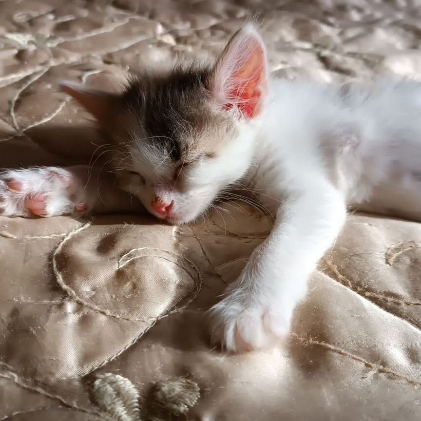 Котята