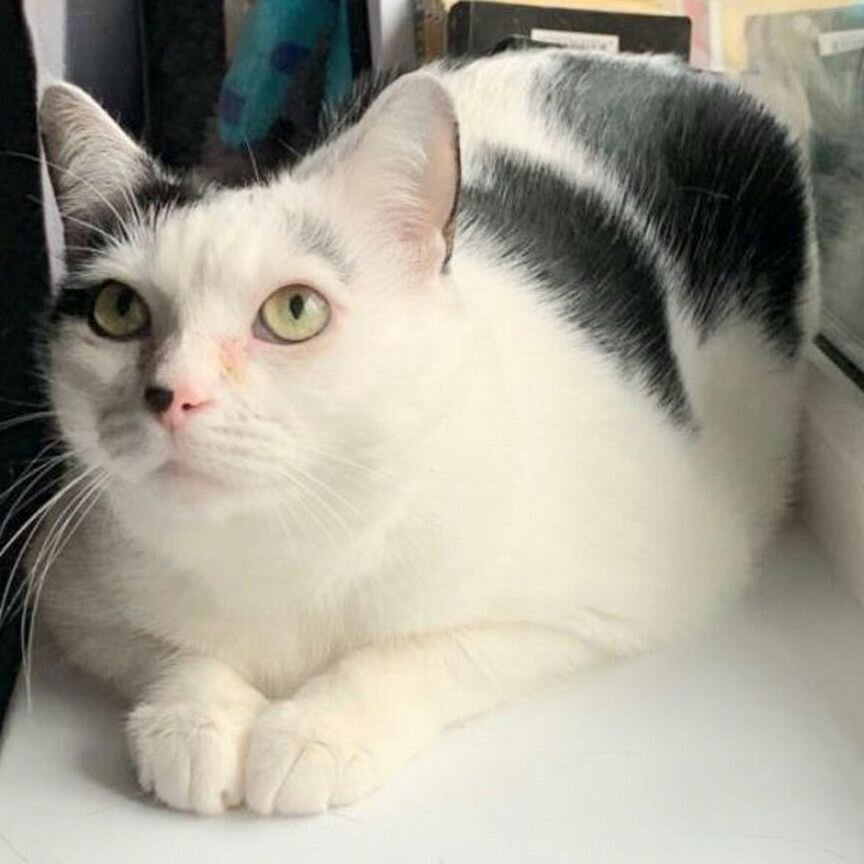 Черно белый кот не укусит и не поцарапает