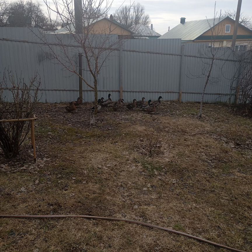 Продам подсадных уток для охоты или на племя