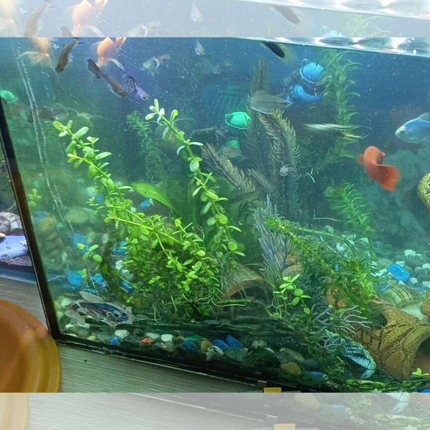 Украшения для аквариума растения