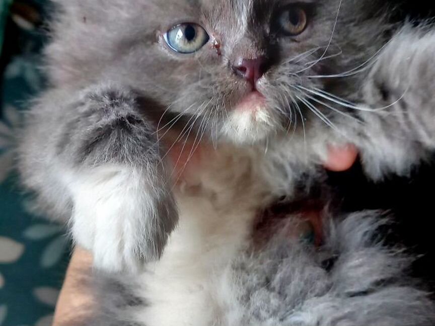 Кошки в добрые руки.Полубританцы