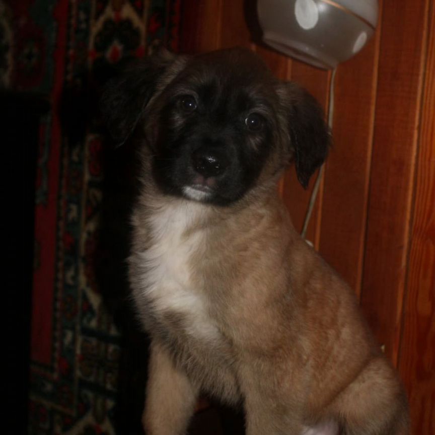 Щенок в добрые руки мальчик