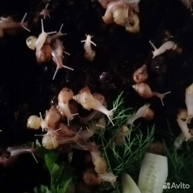 Улитки ахатины маленькие
