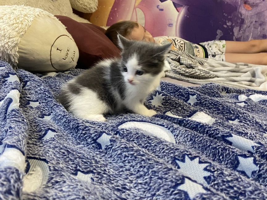 Котята