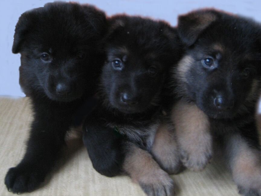 Щенки европейских вео