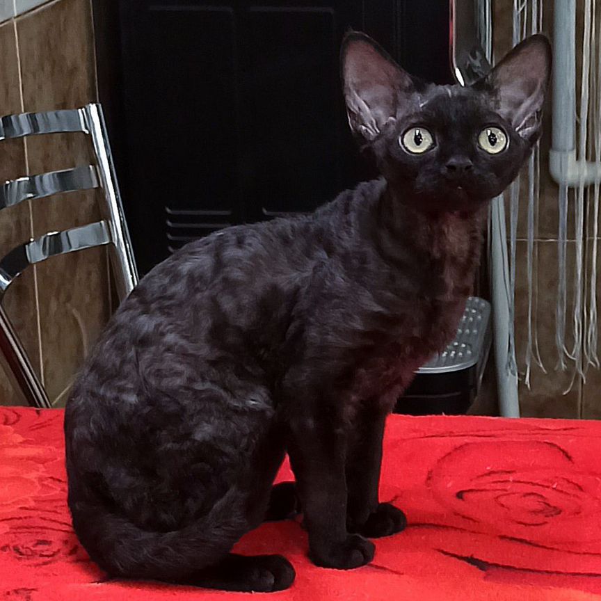 Девон-рекс котёнок