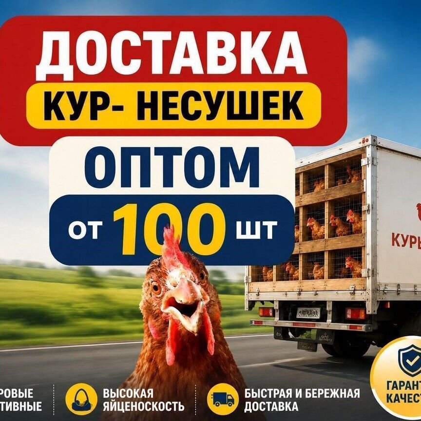 Куры Курица Несушка Кура Молодка Опт от 100 штук