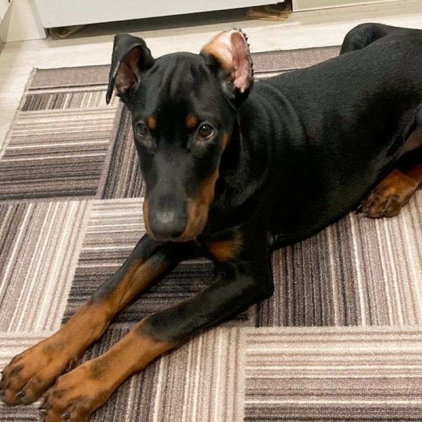 Собака доберман
